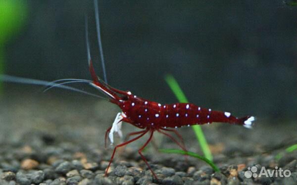 Креветка Кардинал (Caridina sp. "Cardinal")