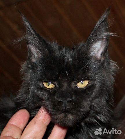 Куночка красивая породная Леди Ди голубая кровь