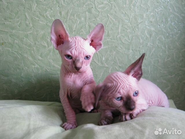 Котята сфинксы