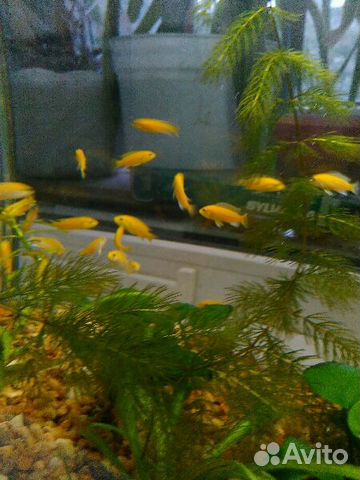 Еллоу цихлиды