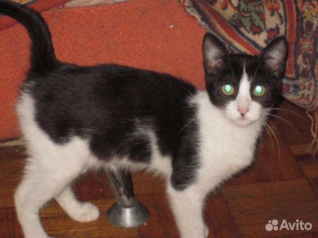 Марсик-настоящий дружочек в любящий дом