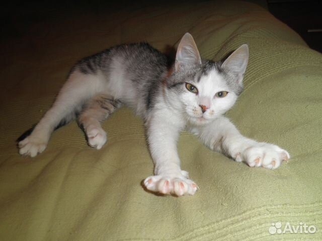 Очаровательный ласковый котенок - кошечка 4 месяца