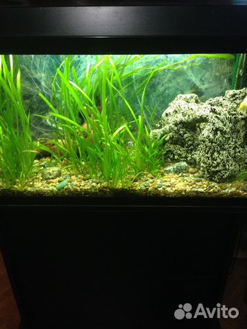 Аквариум немецкой фирмы -Juwel aquarium- 110 литро