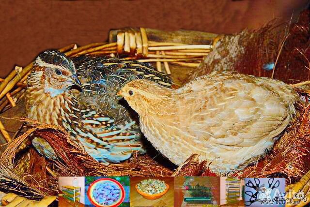 Перепела и все для их содержания