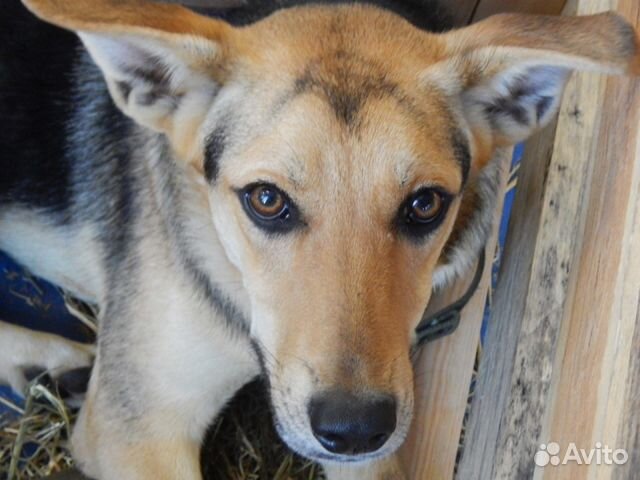 Резвый и активный Бемби ищет дом