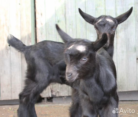 Козлята. Удаление рогов у козлят (обезроживание)