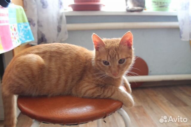 Рыжий котик ищет хозяина