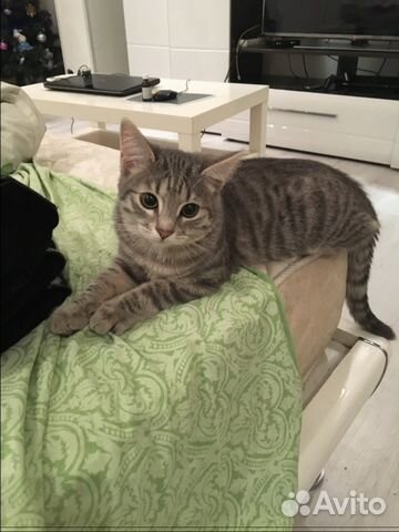 Отдадим котика в добрые руки бесплатно