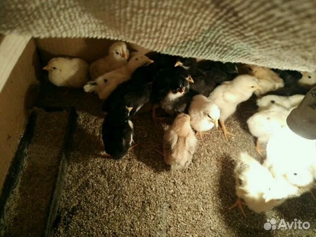 Цыплята Фавироль, Канхинхины