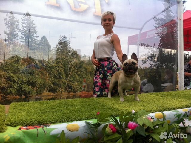 Вязка француз. В продаже щенки