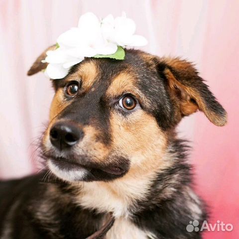 Щенок Марта в дар