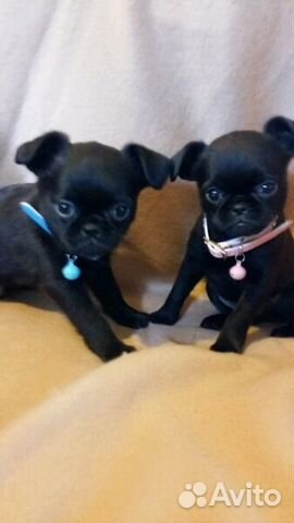 Черное золото