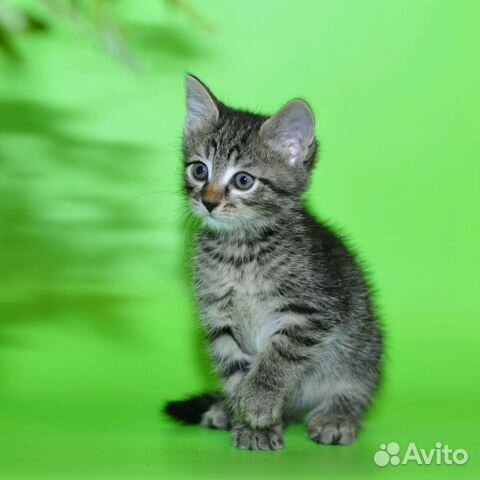 Котенок 1,5 мес Привезем бесплатно
