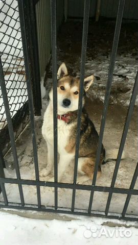 Лайка кобель для вязки случки