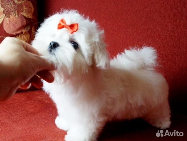 Щенки Мальтезе. Крошки на ладошку
