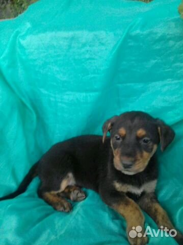 Плюшевые щенки - будут маленькие