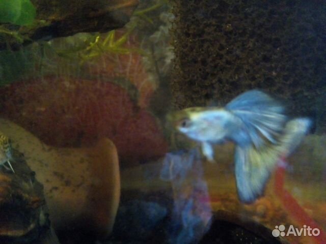 Разные рыбки, креветки, растения, корма