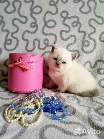 Шотландские прямоухие котята