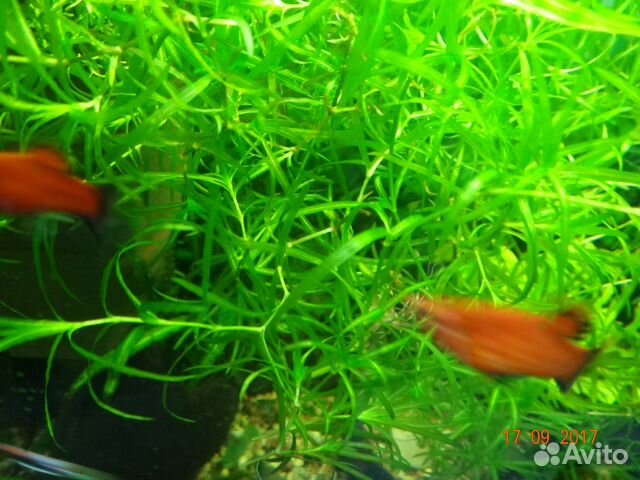Наяс. Растение для аквариума