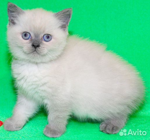 Милейший котик