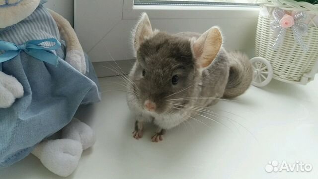 Шиншилленок в добрые руки