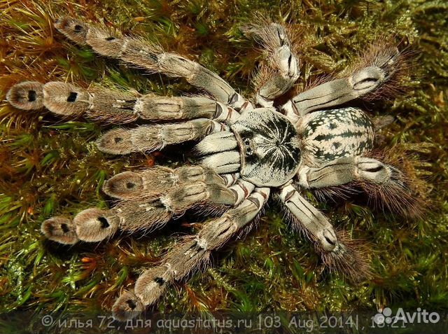 Паук Heteroscodra maculata самка