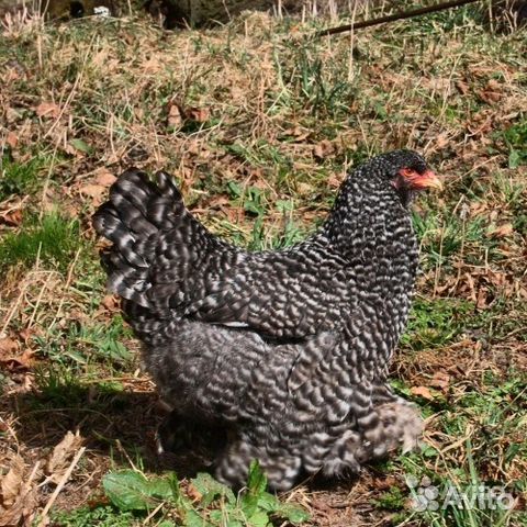 Молодки Петухи: Мехеленские, Барбёзьё, Барневельде