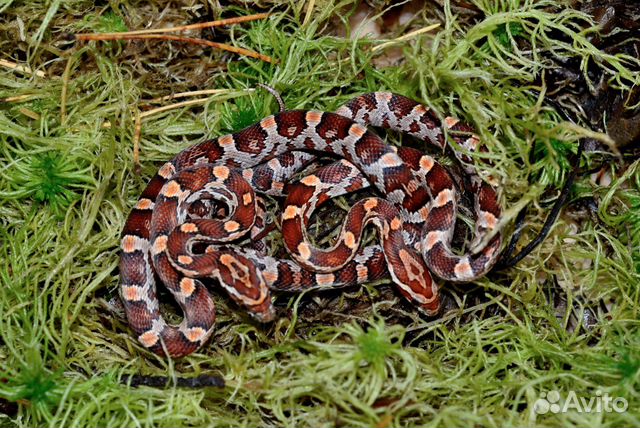Продаются детеныши маисовых полозов