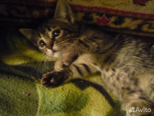 Отдадим маленького котика