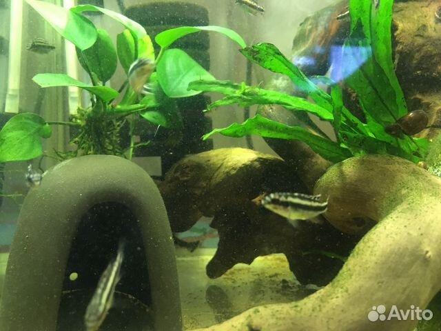 Пельвикахромис пульхера, меченосцы, мальки анцистр