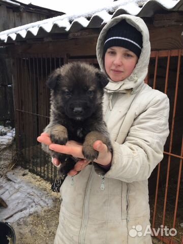 Щенки в добрые руки