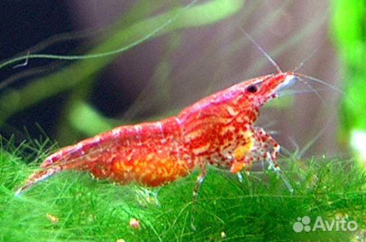 Креветки Вишни