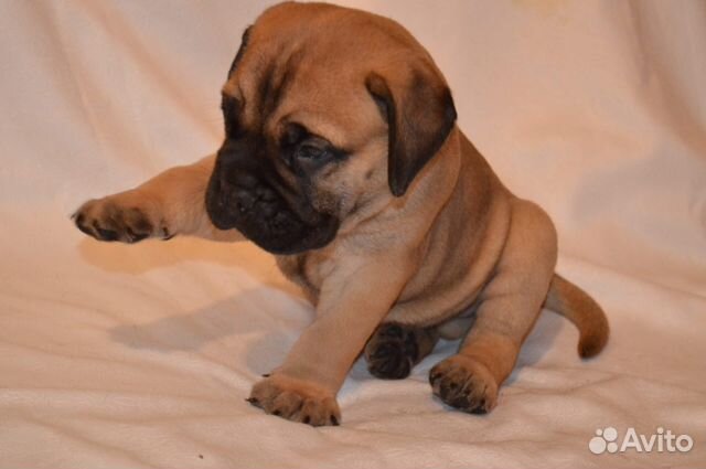 Малыши Бульмастифы