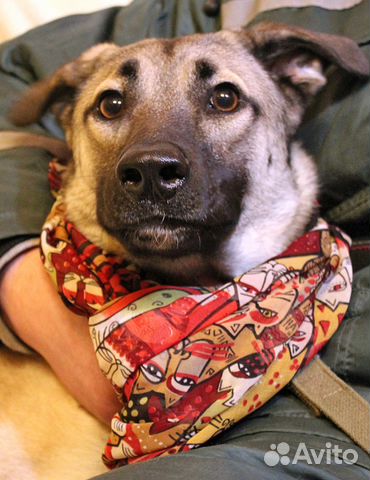 Молоденький песик 1,5 года.Ждет хозяина