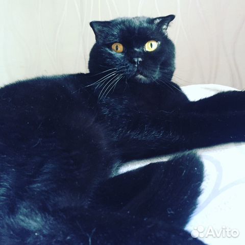 Кот на вязку