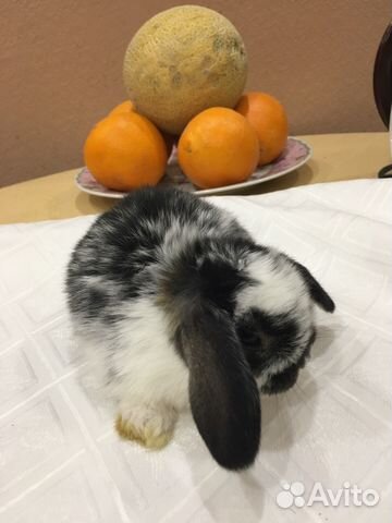 Карликовый вислоухий крольчонок бело-чёрный плащев