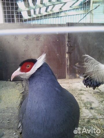 Фазаны серебряные