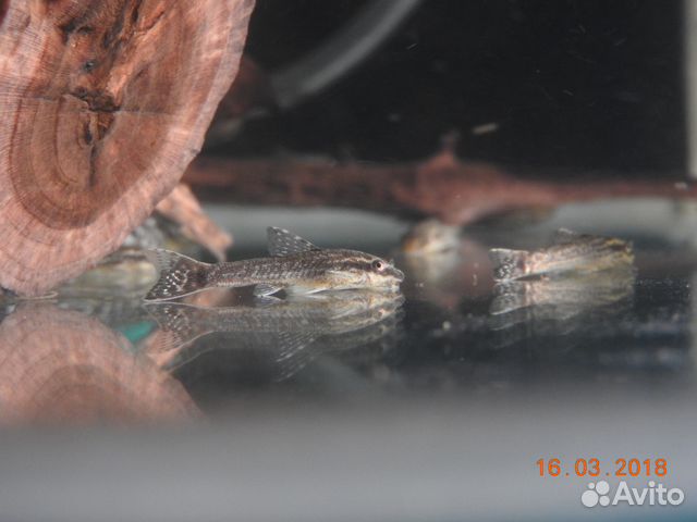 Отоцинклюс негрос (Otocinclus negros)