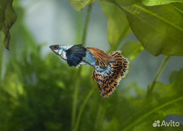 Гуппи Слоновое Ухо