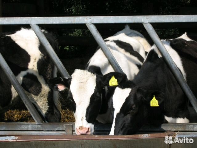 Бычки мясные с доставкой крс телята от 2 недель