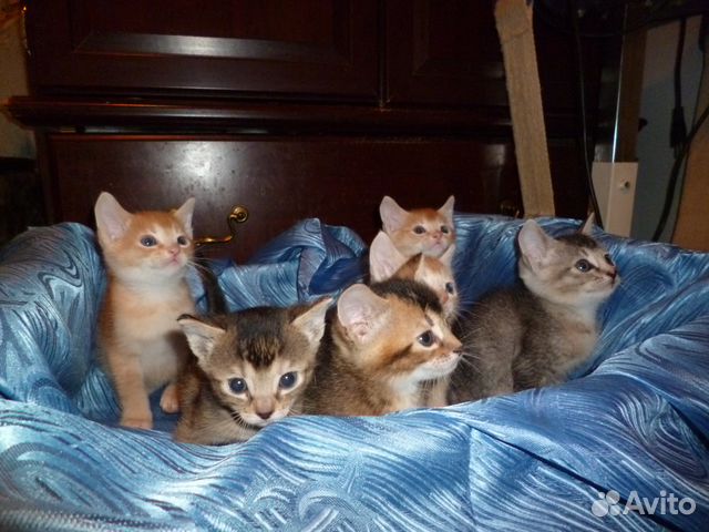 Милые абики