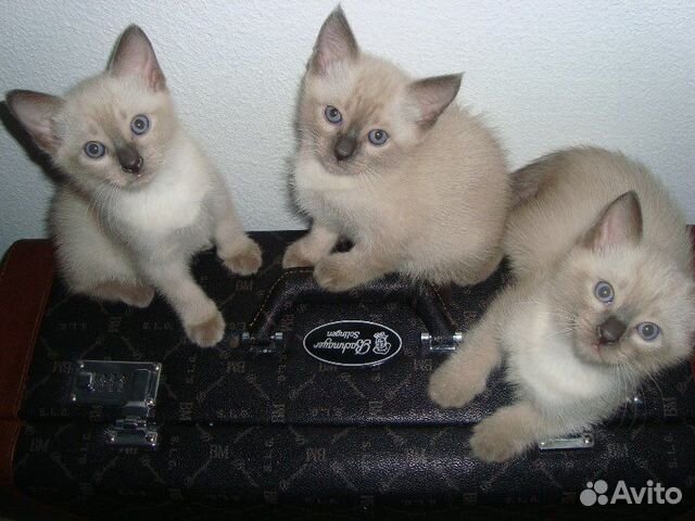 Лучшие тайцы