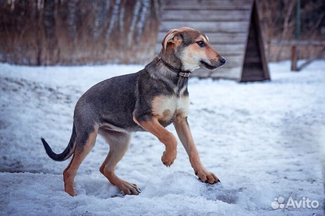 Красавица щенок Ева в добрые руки