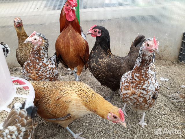 Куры Бентамки (Корольки)