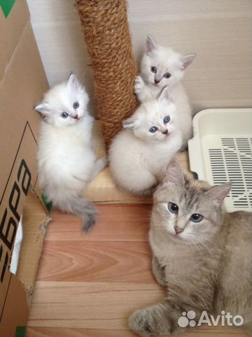 Котята из порядочной кошачьей семьи