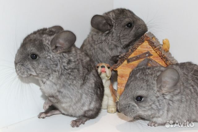 Шиншиллы окрас Эбони средний