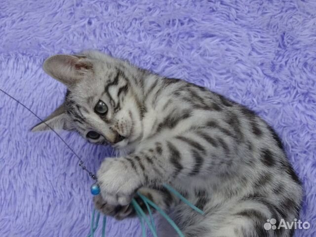 Серебряный бенгал