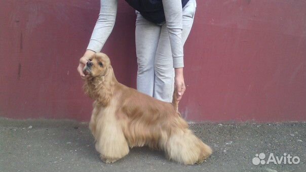 Предлагается для вязки американский кокер спаниель