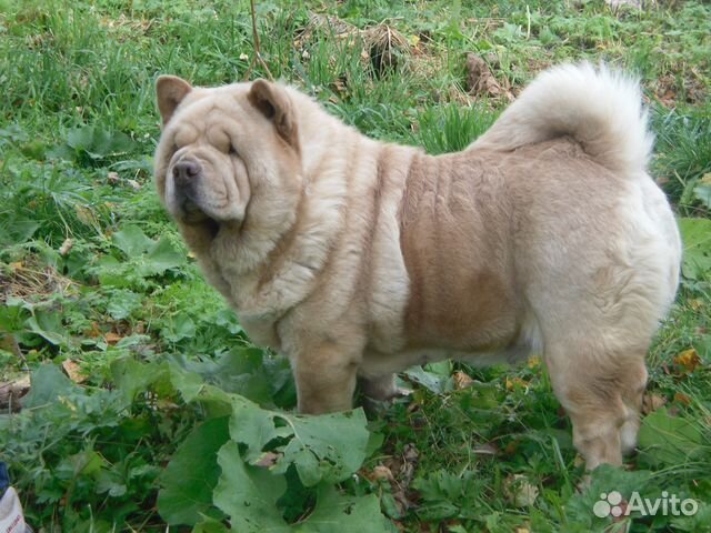 Смуфка ищет новый дом