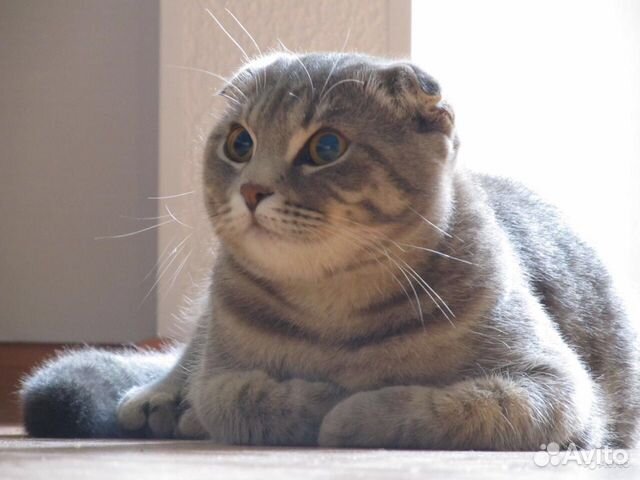 Шотландский котик